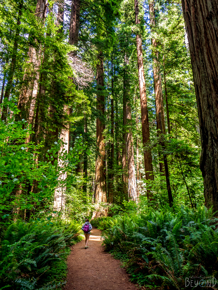 Stunning 3 Days in Redwood National Park - Adventuring Beyond